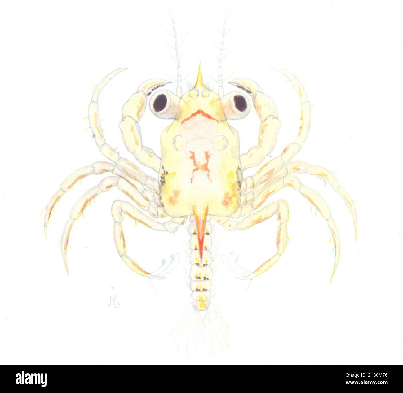 CRUSTACEANS. Megalopa Larva of Edible Crab (Cancer pagurus) 1936 old ...