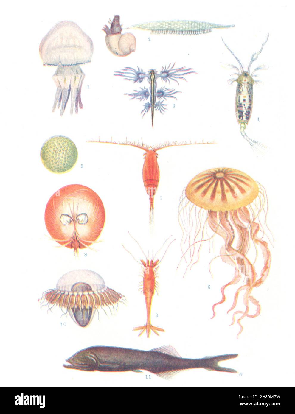 Halosphaera viridis Cut Out Stock Images & Pictures - Alamy