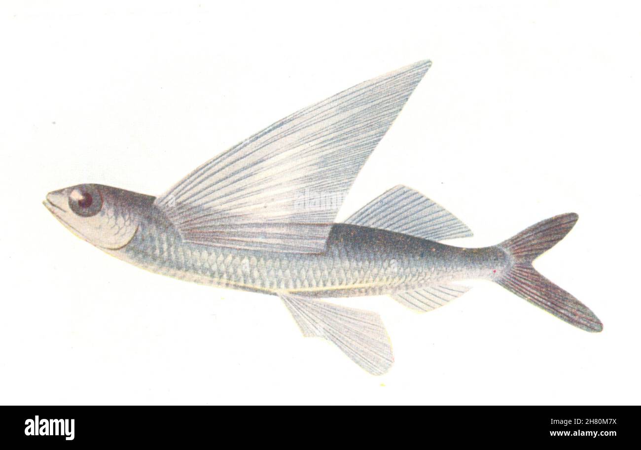 FISH. Flying Fish (Exocoetus spilopus) 1936 old vintage print picture ...