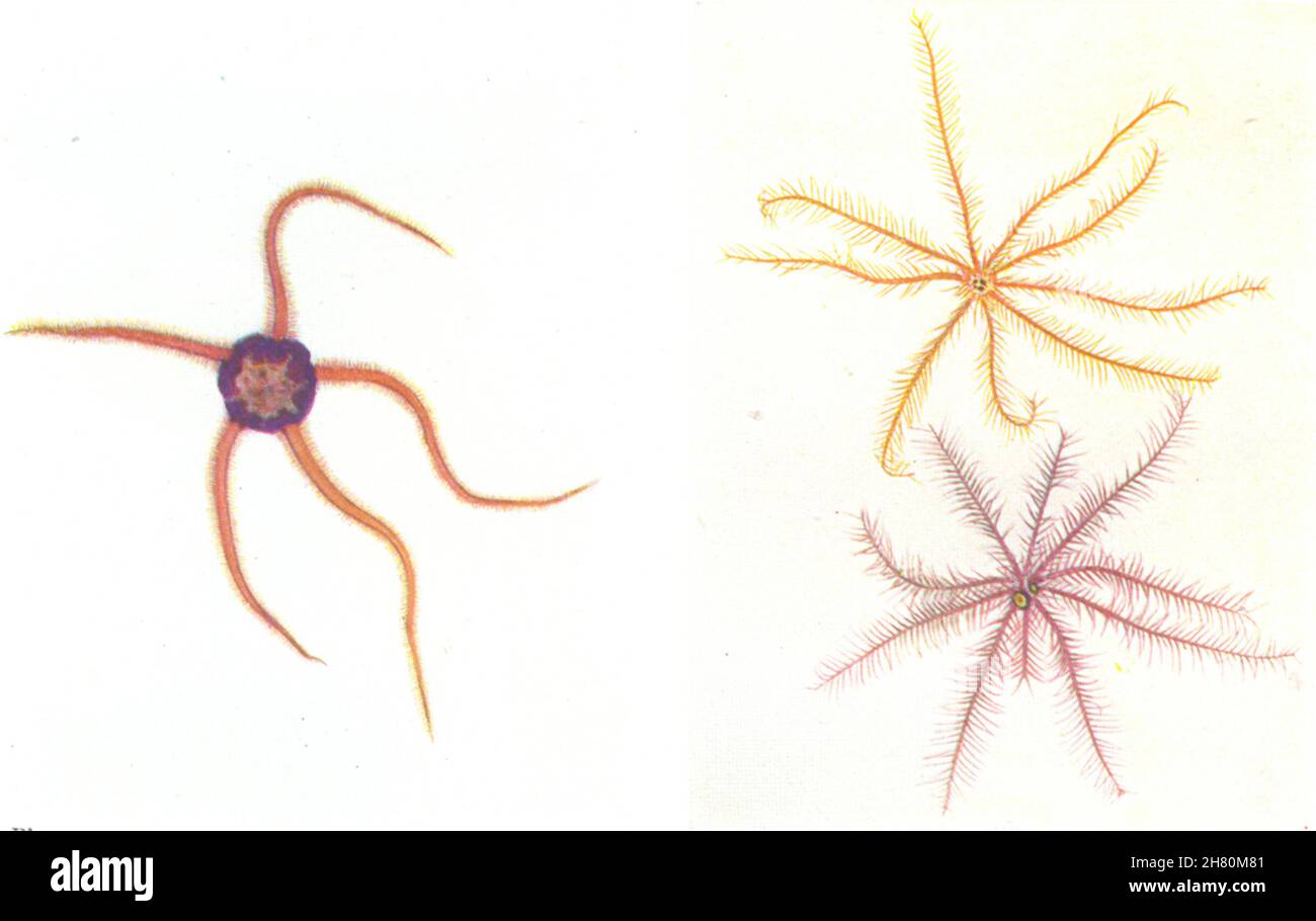 FISH. Brittlestar (Ophiocoma nigra) ; Feather- Stars (Antendon bifida ...