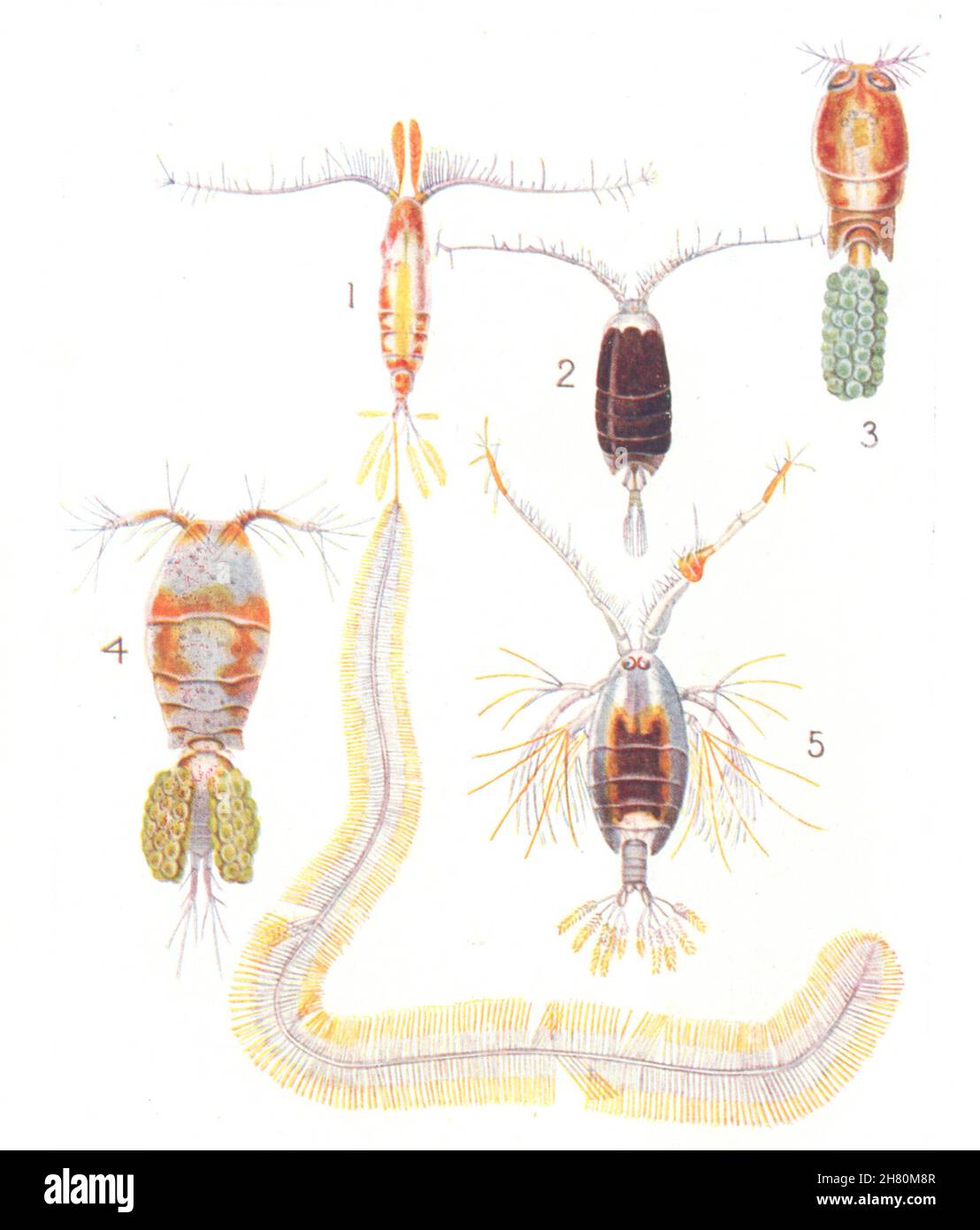 MEDITERRANEAN COPEPODS. Candace ethiopica. Corycaeus venustus. Oncaea ...