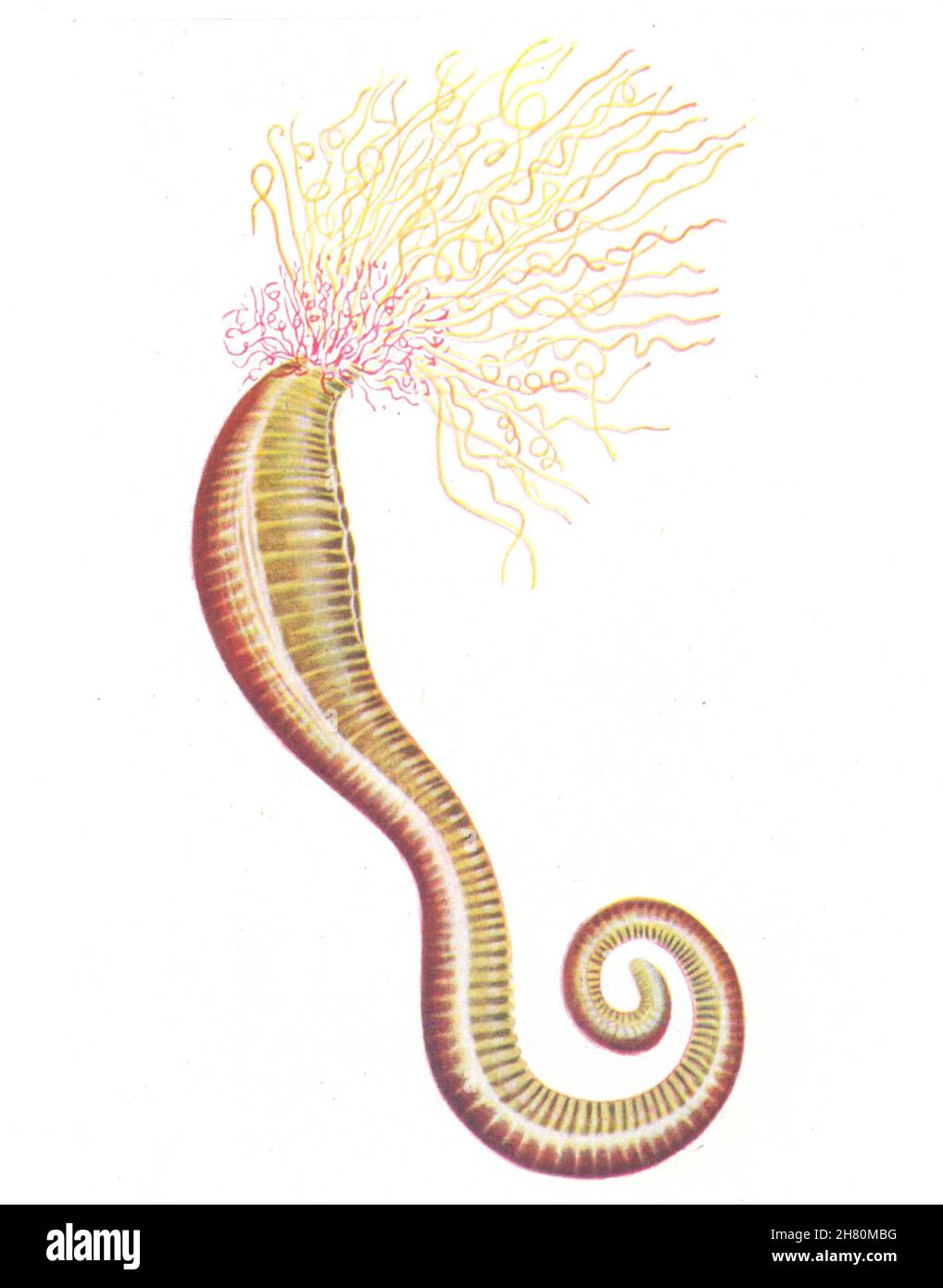 Amphitrite Worm