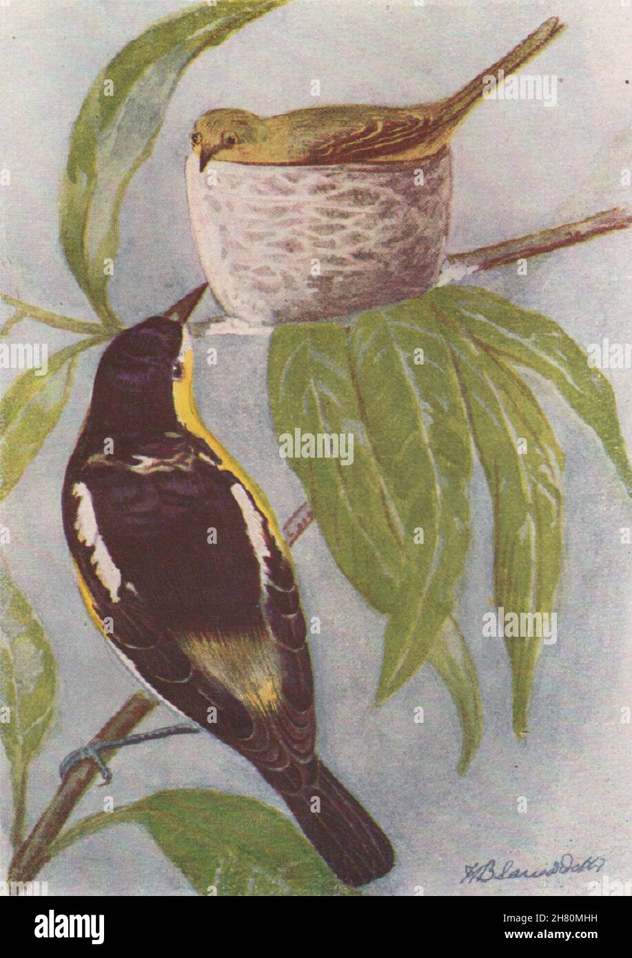 INDIAN BIRDS. The Common Lora 1943 old vintage print picture Stock ...