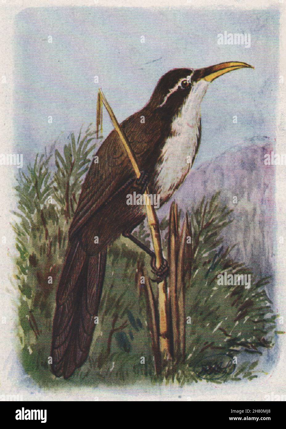 INDIAN BIRDS. The Deccan Scimitar Babbler 1943 old vintage print ...
