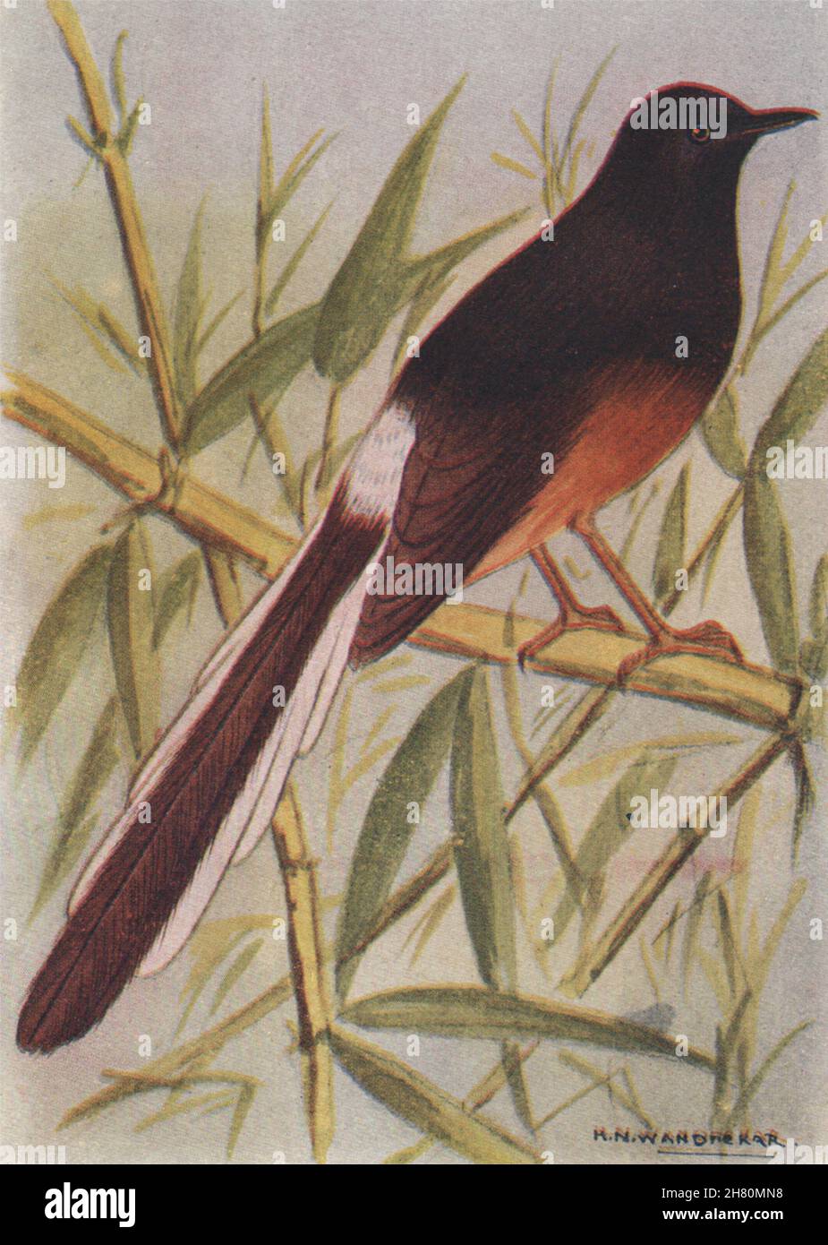 INDIAN BIRDS. The Shama 1943 old vintage print picture Stock Photo - Alamy