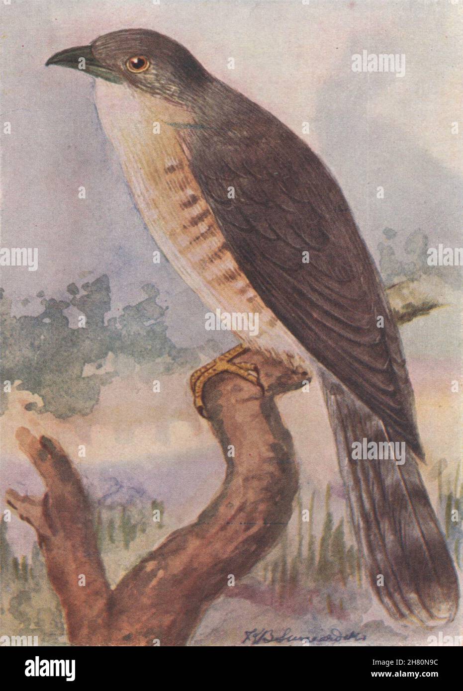 INDIAN BIRDS. The Common Hawk-Cuckoo or Brain-Fever Bird 1943 old print ...