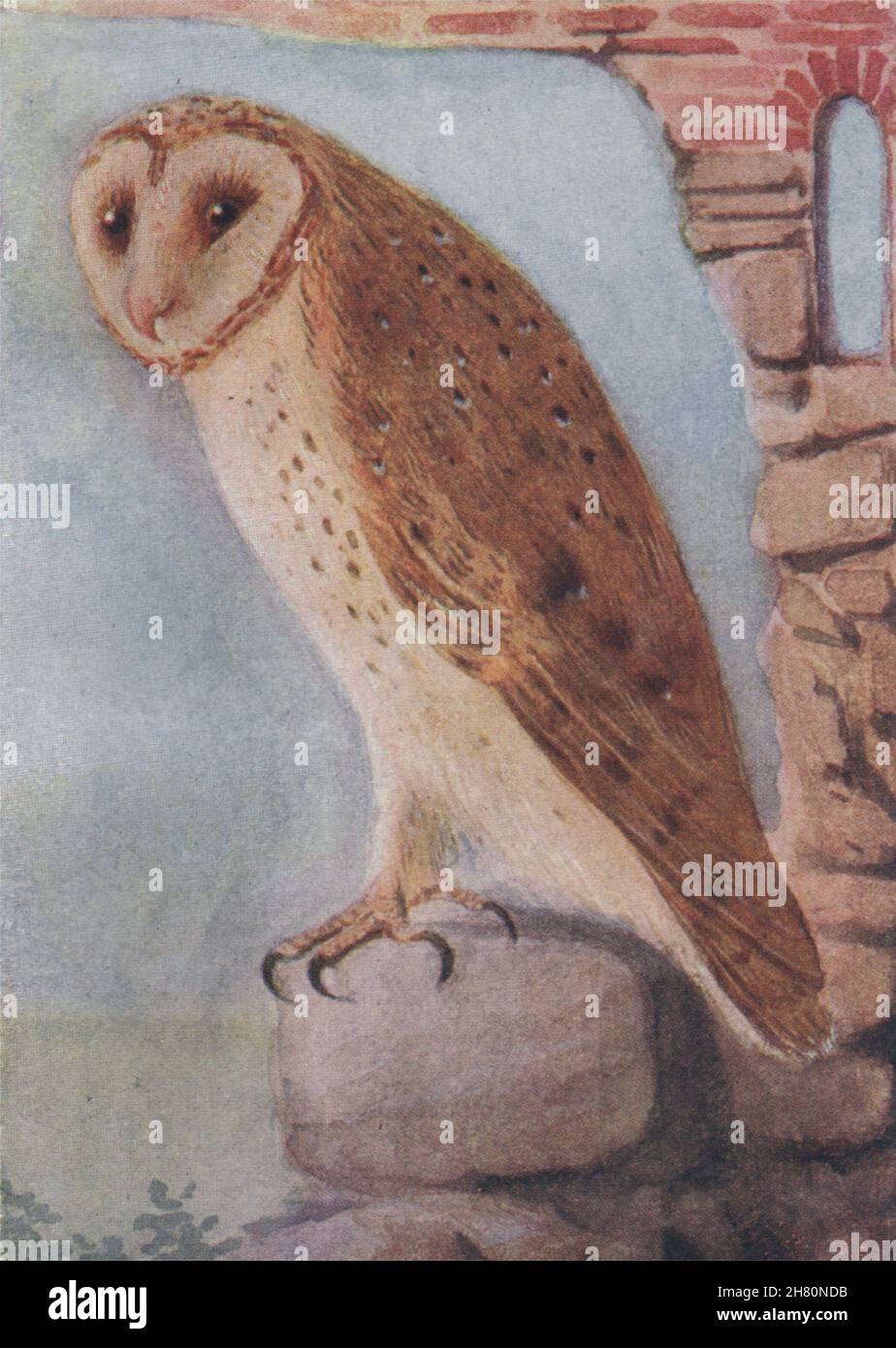 INDIAN BIRDS. The Barn or Screech Owl 1943 old vintage print picture ...