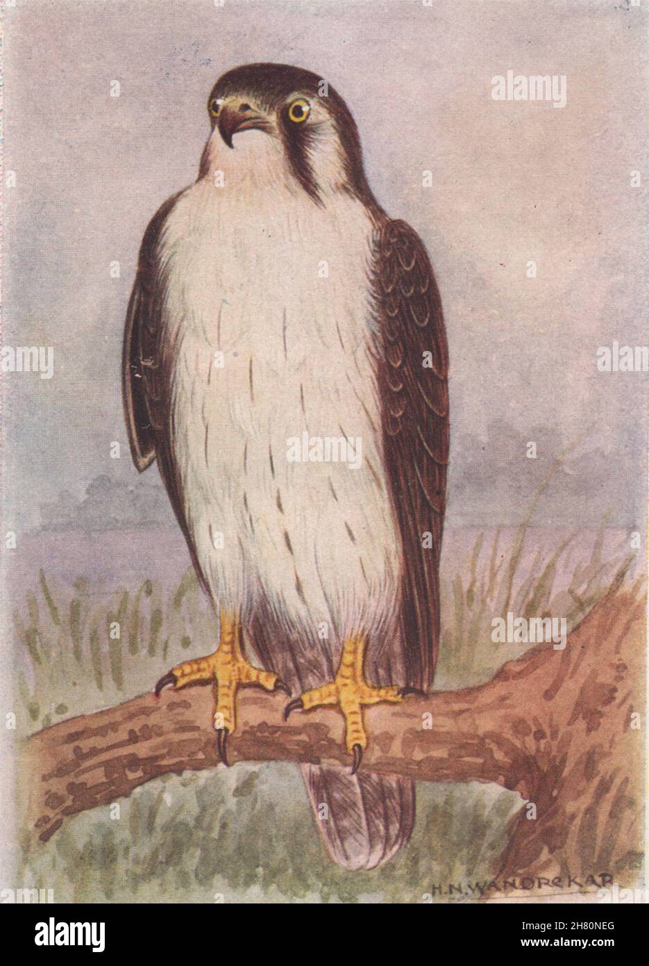 INDIAN BIRDS. The Laggar Falcon 1943 old vintage print picture Stock ...