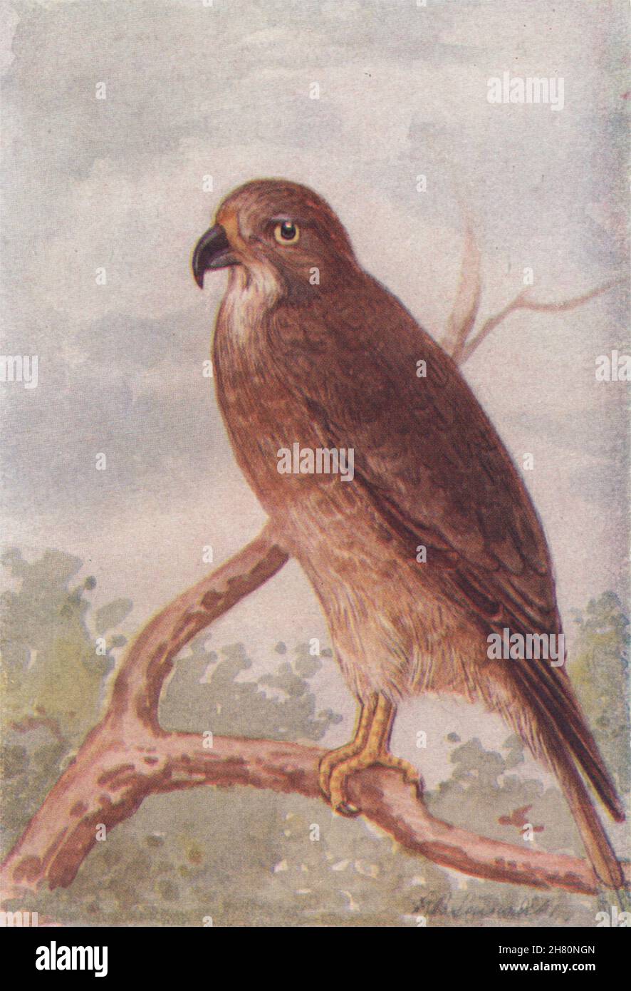 INDIAN BIRDS. The White-eyed Buzzard-Eagle 1943 old vintage print ...
