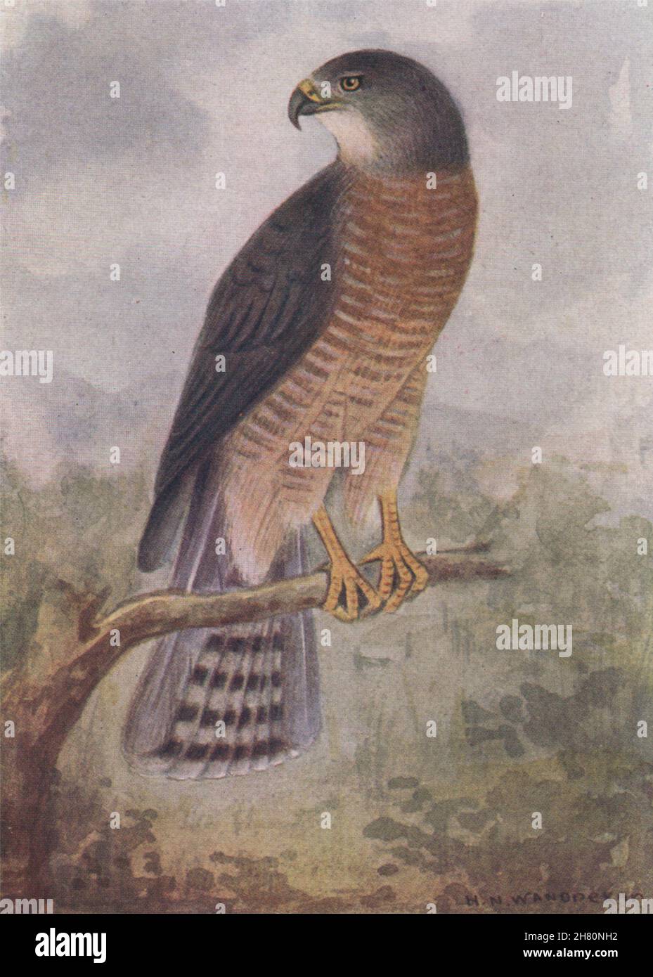 INDIAN BIRDS. The Shikra 1943 old vintage print picture Stock Photo - Alamy