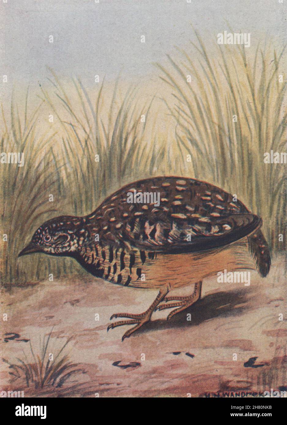 Indian Quail Art