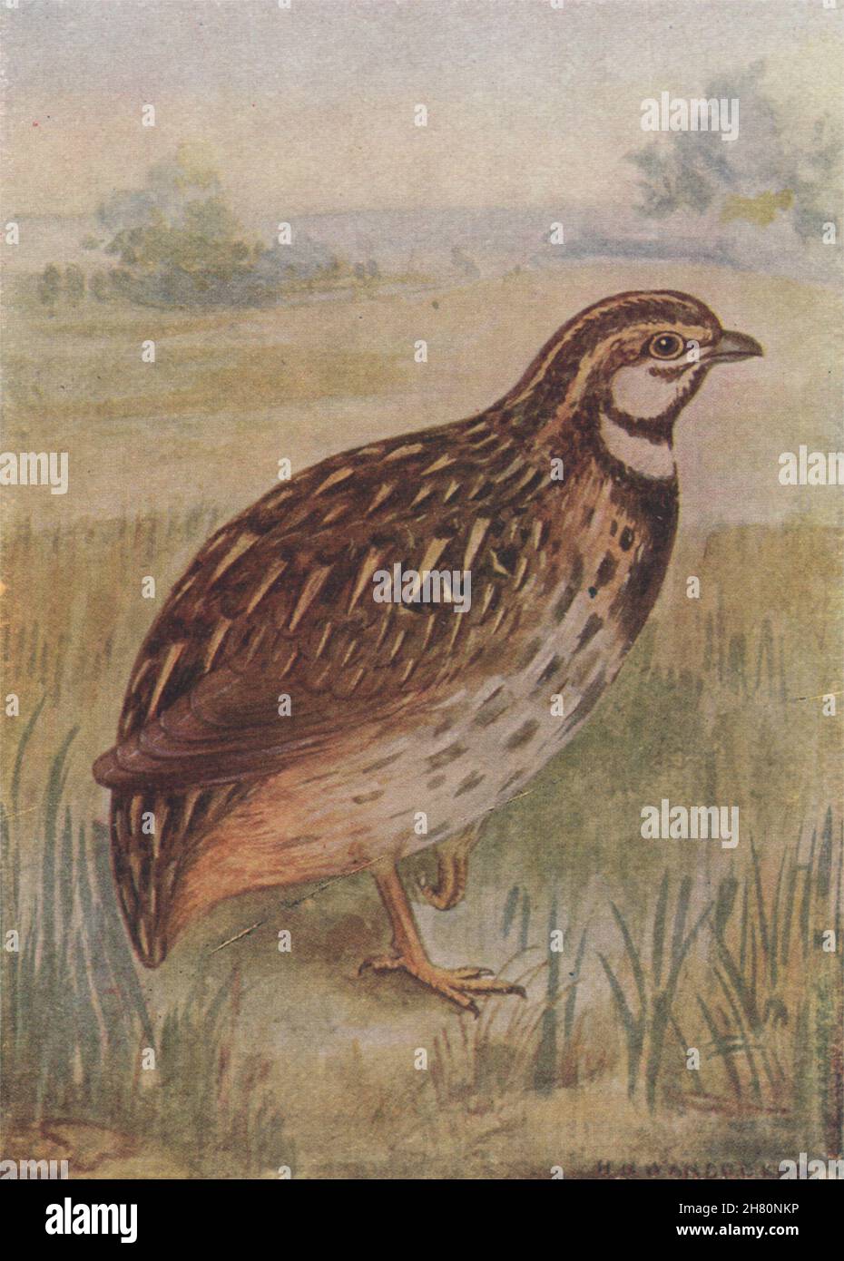 Indian Quail Art