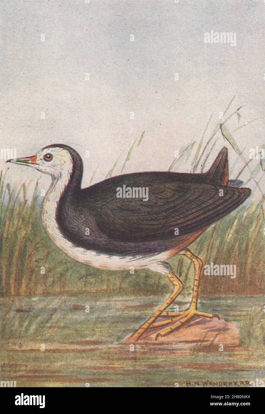 INDIAN BIRDS. The White-Breasted Water-hen 1943 old vintage print ...