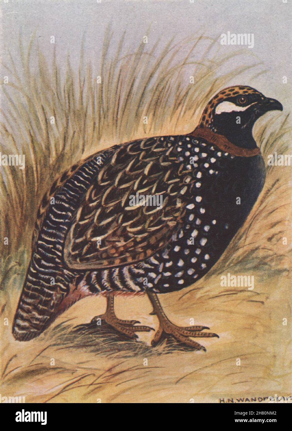 INDIAN BIRDS. The Black Partridge 1943 old vintage print picture Stock ...