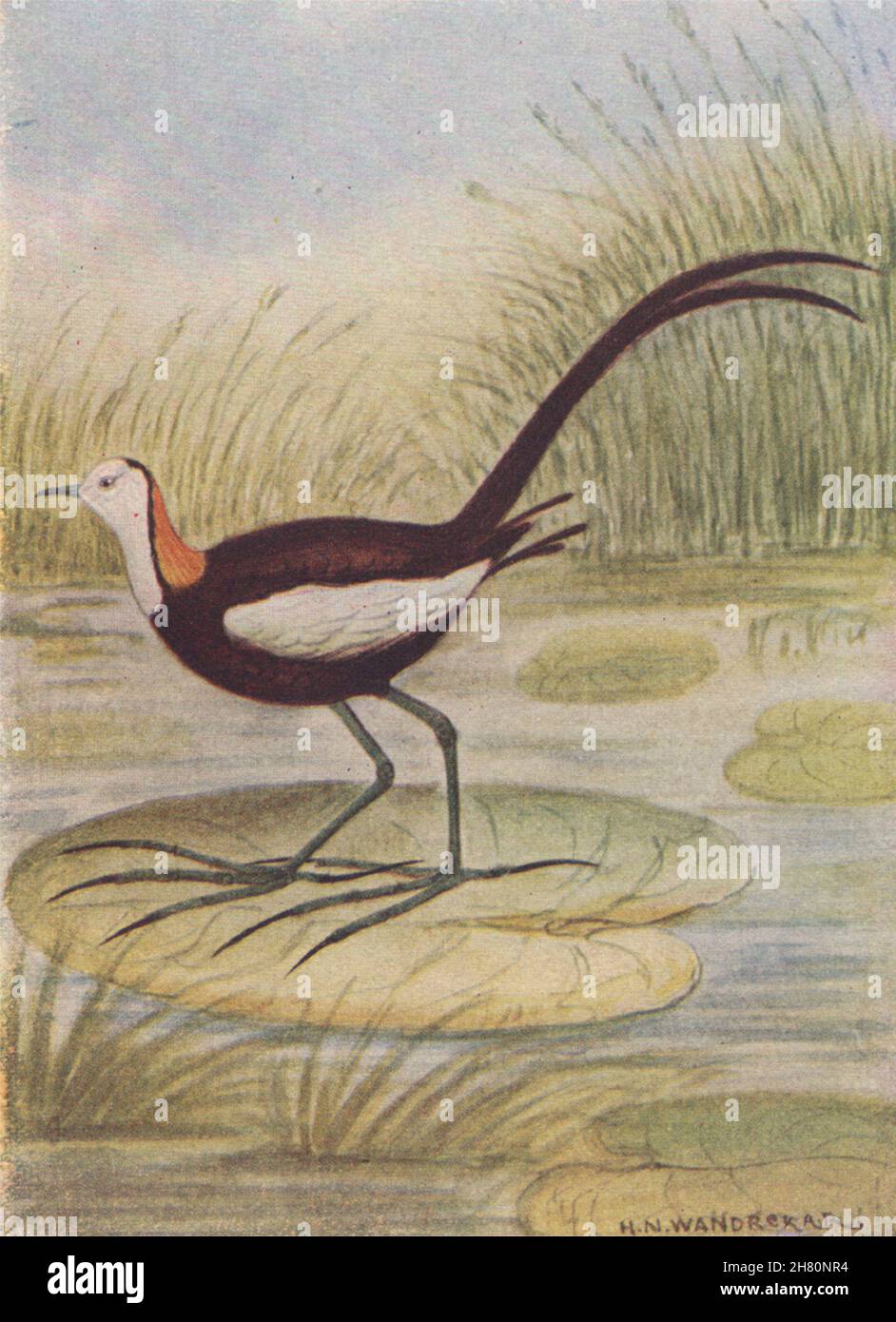 INDIAN BIRDS. The Pheasant-tailed Jacana 1943 old vintage print picture ...
