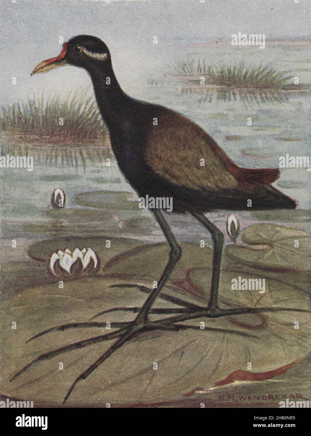 INDIAN BIRDS. The Bronze-winged Jacana 1943 old vintage print picture ...