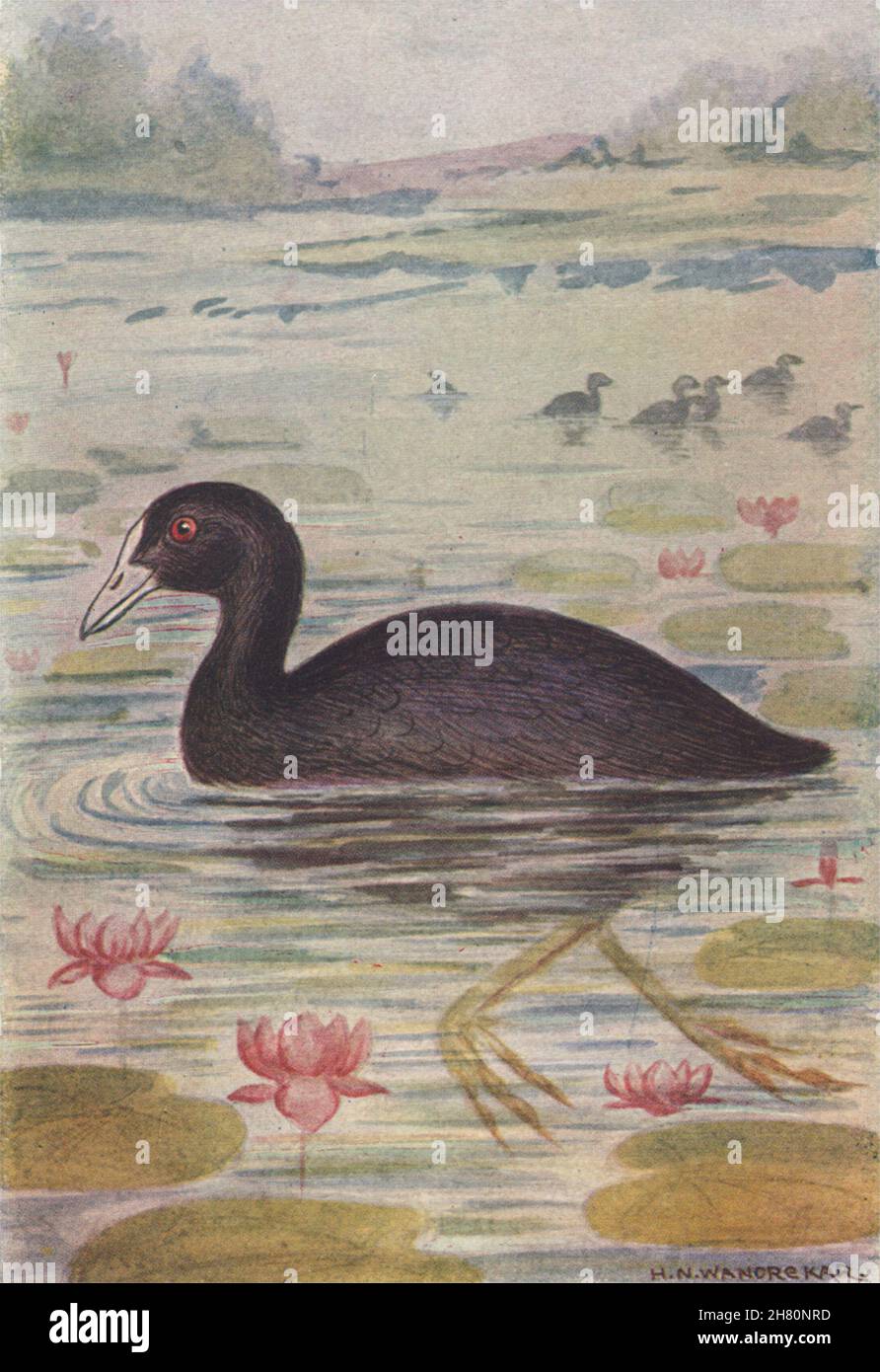 INDIAN BIRDS. The Coot 1943 old vintage print picture Stock Photo - Alamy
