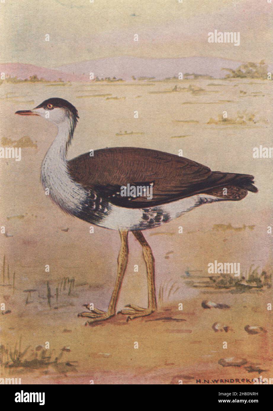 Great Indian Bustard