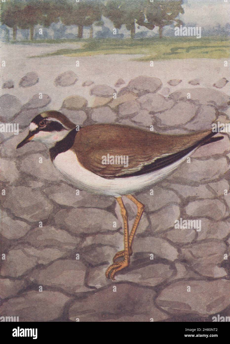 INDIAN BIRDS. The Little Ringed Plover 1943 old vintage print picture ...