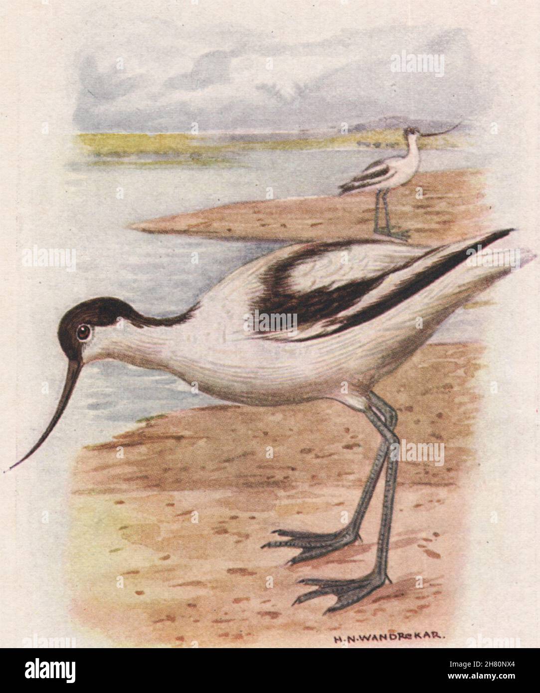 INDIAN BIRDS. The Avocet 1943 old vintage print picture Stock Photo - Alamy