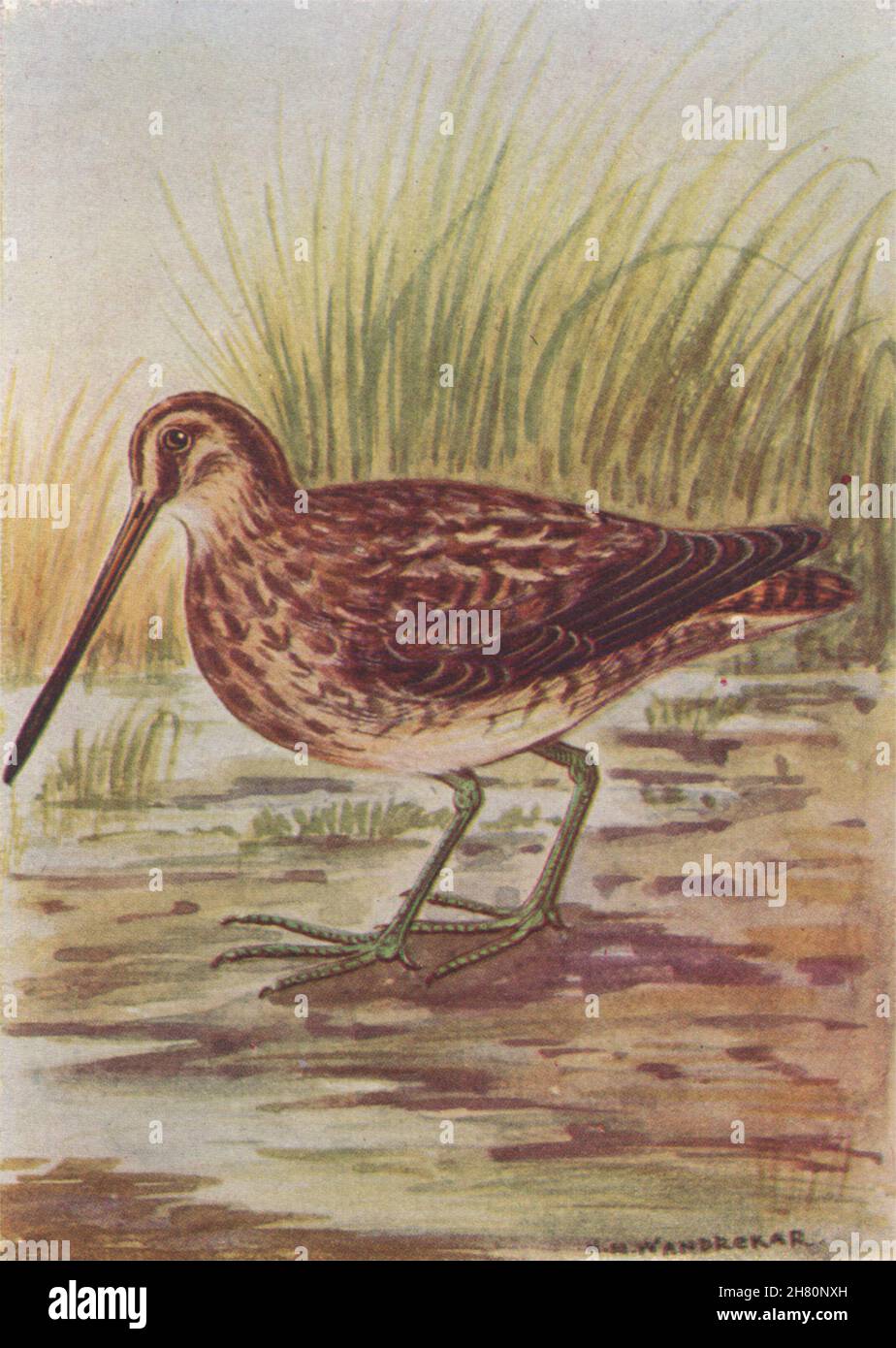 INDIAN BIRDS. The Common or Fantail Snipe 1943 old vintage print ...