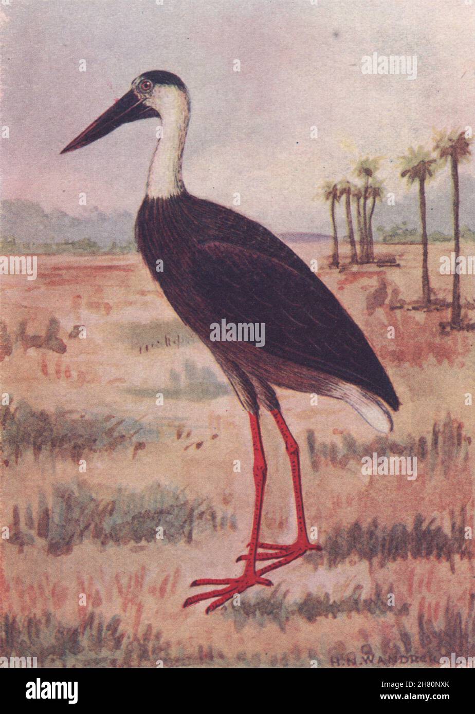 INDIAN BIRDS. The White-Necked Stork 1943 old vintage print picture ...