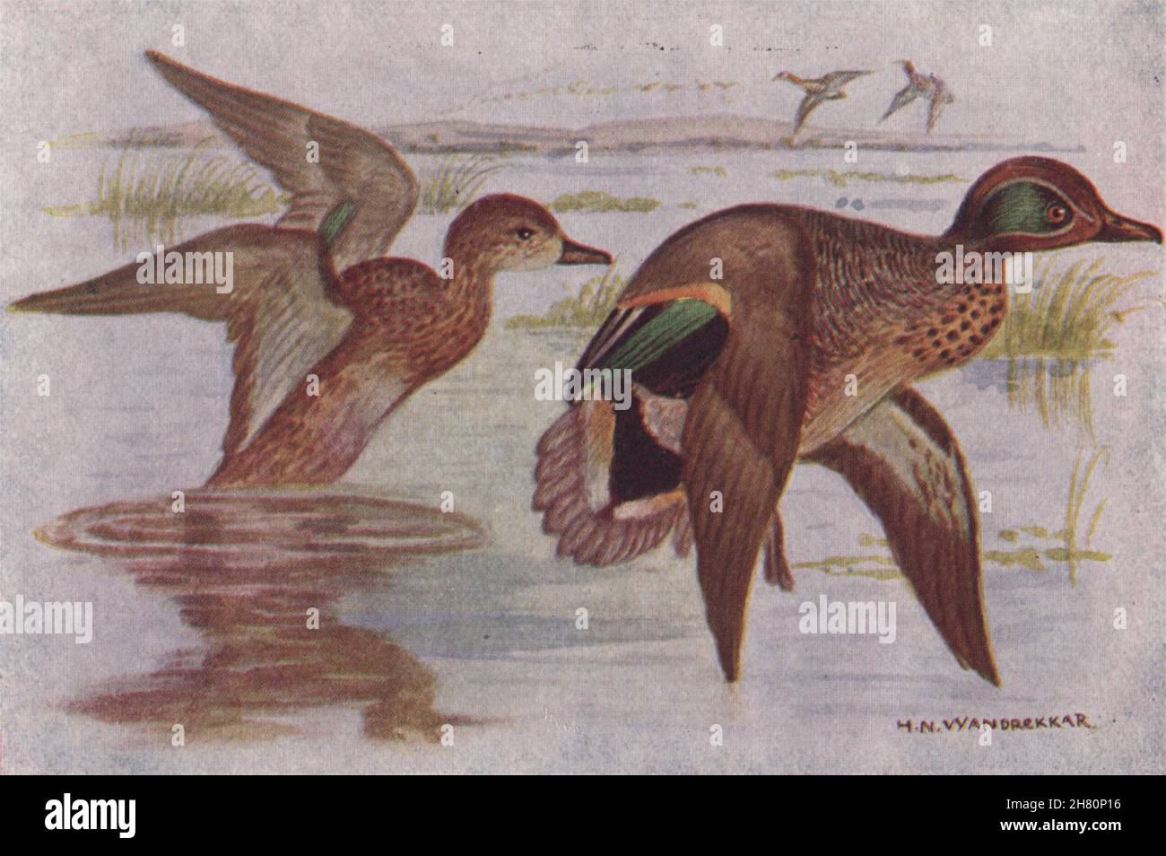 INDIAN BIRDS. The Common Teal 1943 old vintage print picture Stock ...