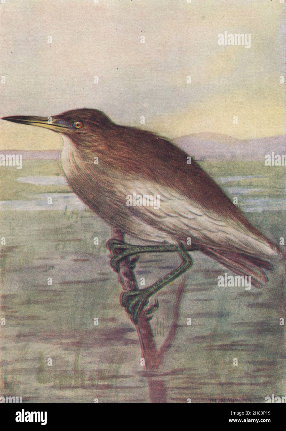 INDIAN BIRDS. The Indian Pond Heron or Paddy Bird 1943 old vintage ...