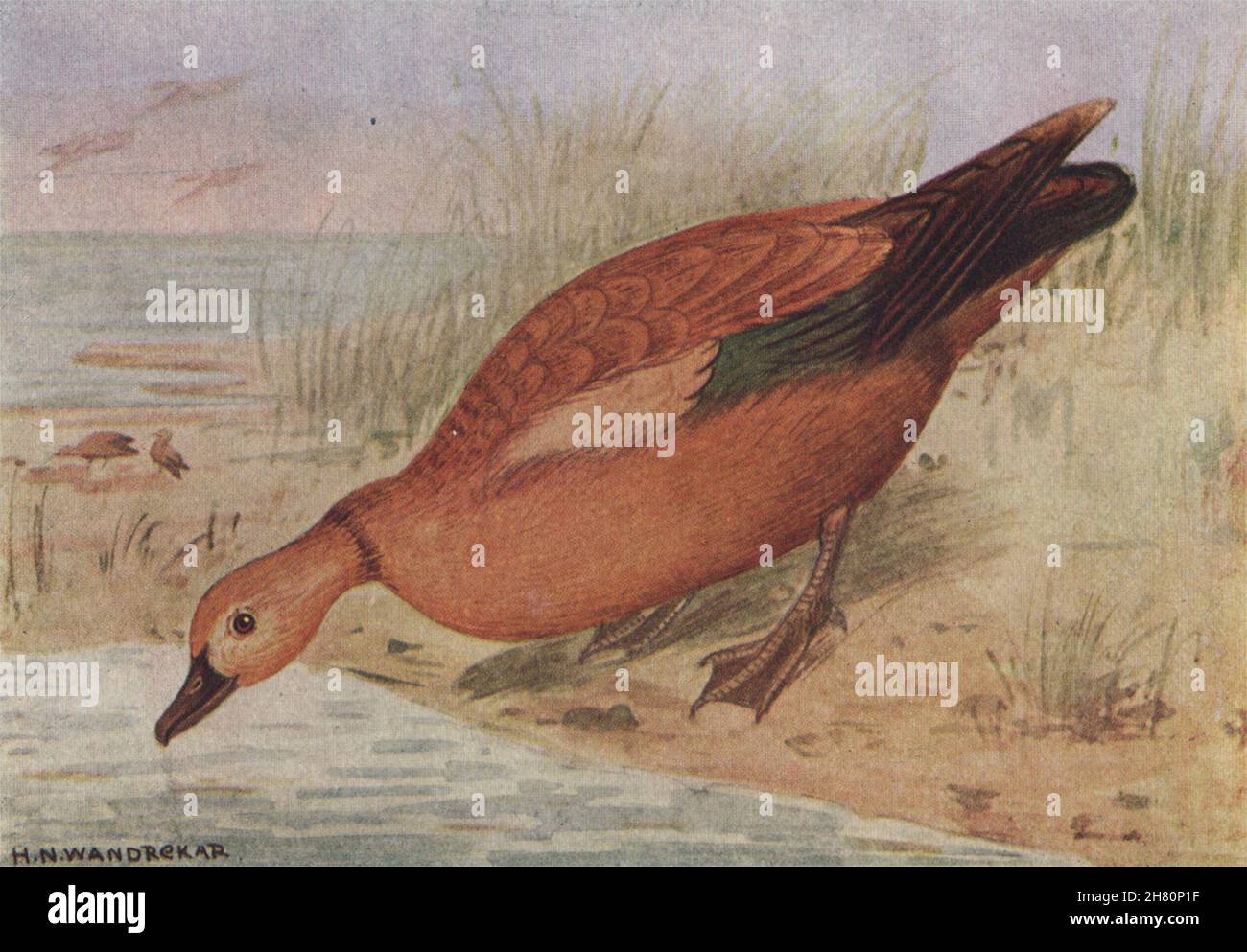 INDIAN BIRDS. The Ruddy Sheldrake or Brahminy Duck 1943 old vintage ...
