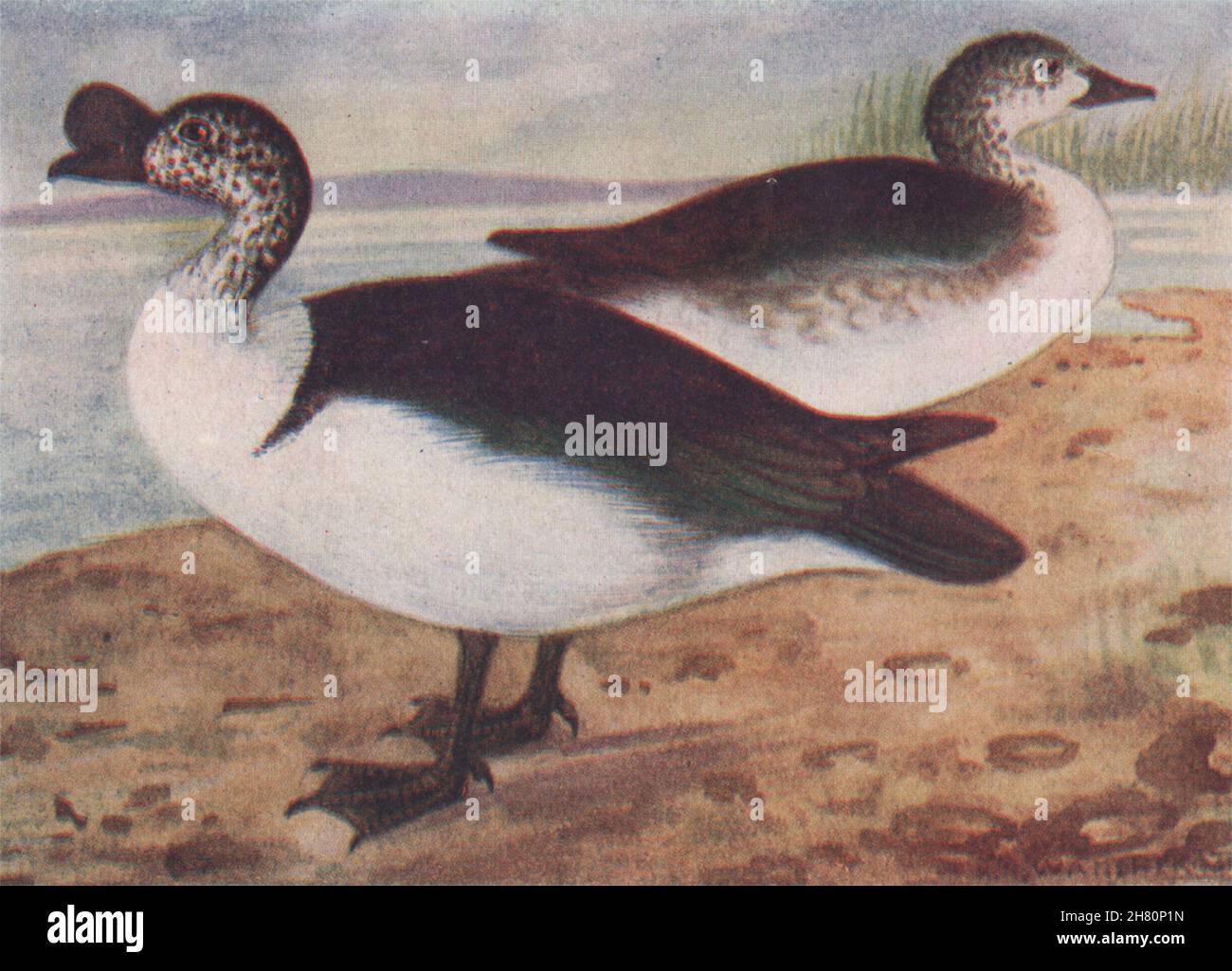 INDIAN BIRDS. The Nukta or Comb-Duck 1943 old vintage print picture ...