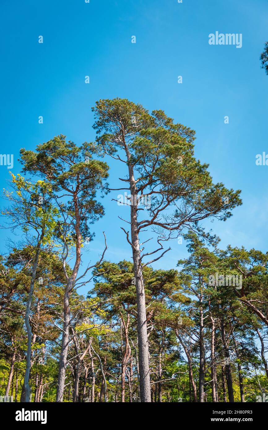 Vertical shot mountain pine hi-res stock photography and images - Alamy