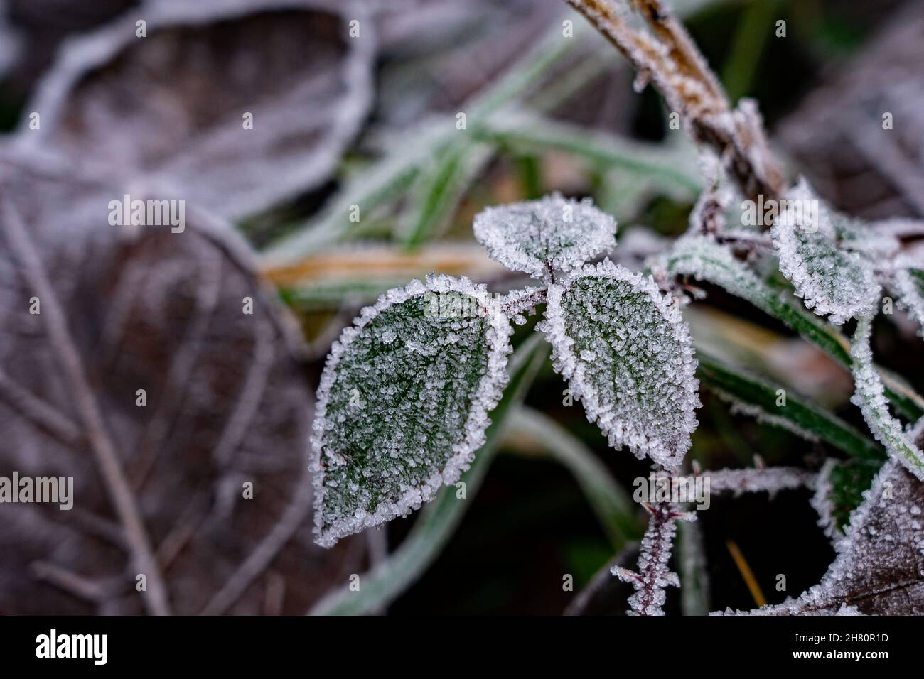 green leaves covered with frost in winter Stock Photo - Alamy