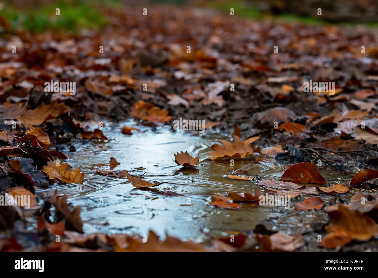 Puddle leaves hi-res stock photography and images - Alamy