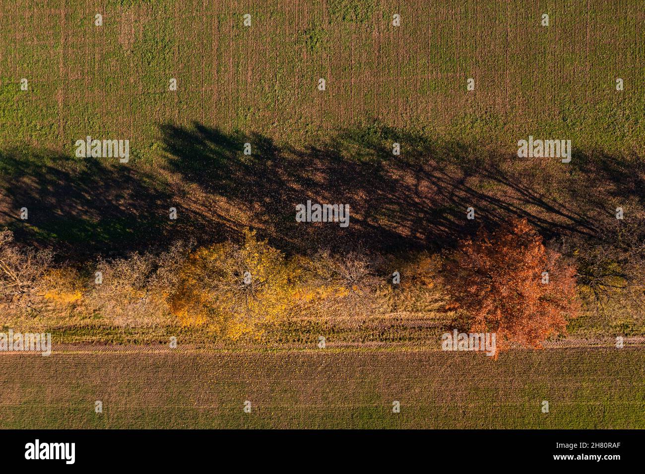 Aerial view of fields separated by a row of trees with autumn colored ...