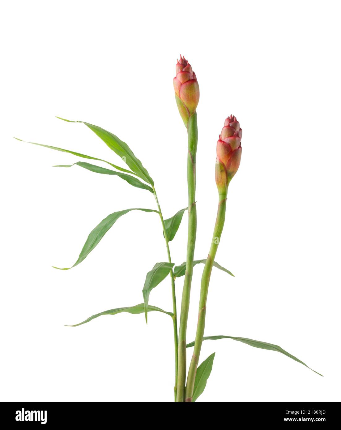 Zingiber Officinale Bloom