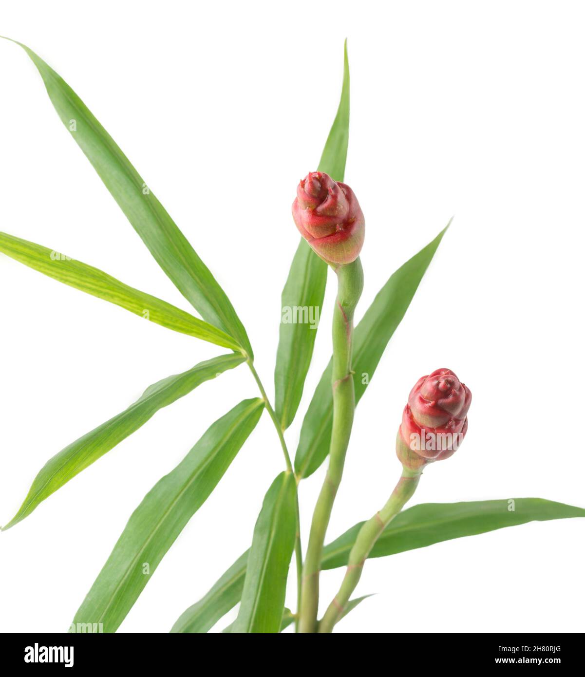 Zingiber officinale plant hi-res stock photography and images - Alamy