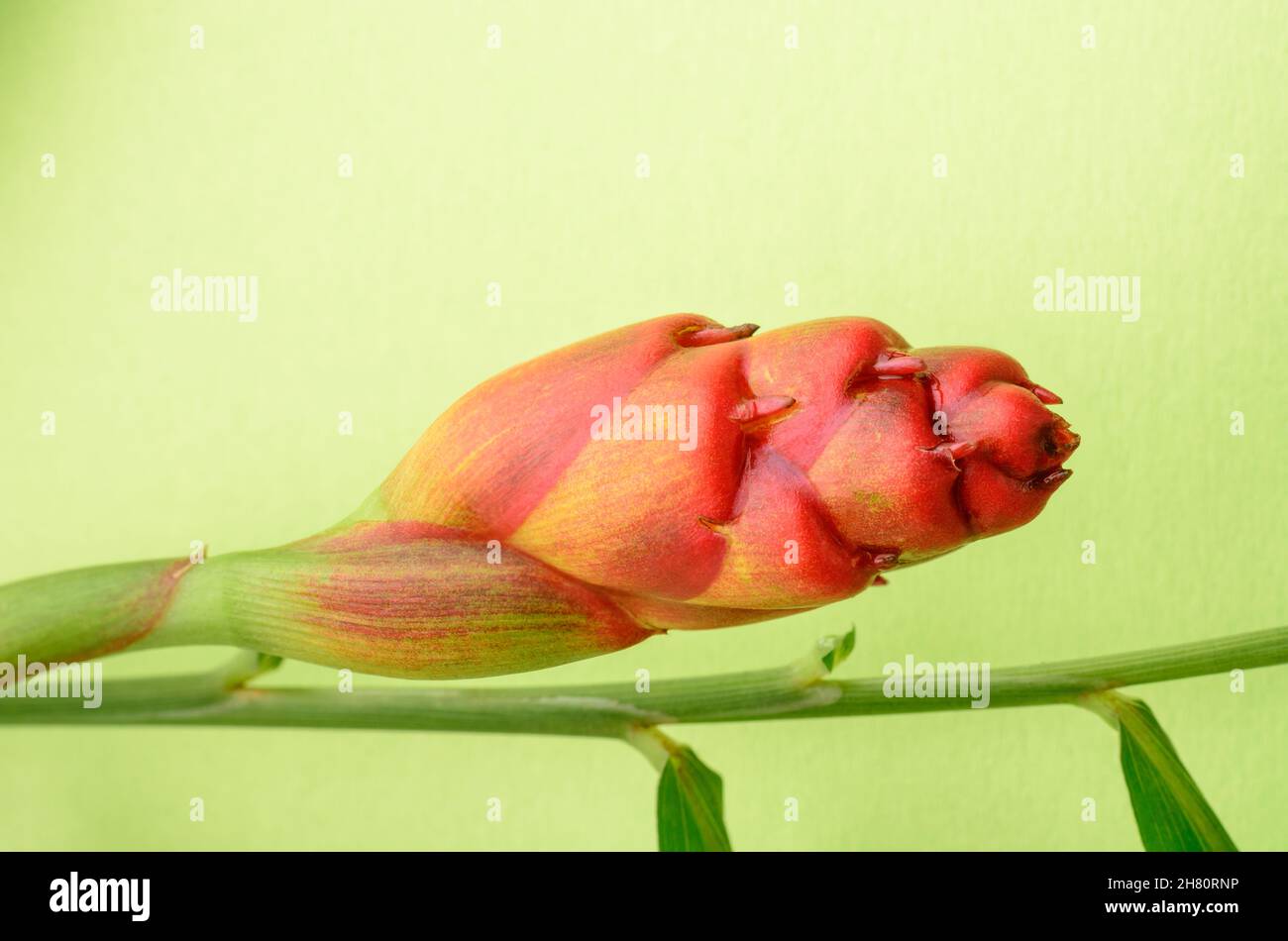 Zingiber officinale flower hi-res stock photography and images - Alamy