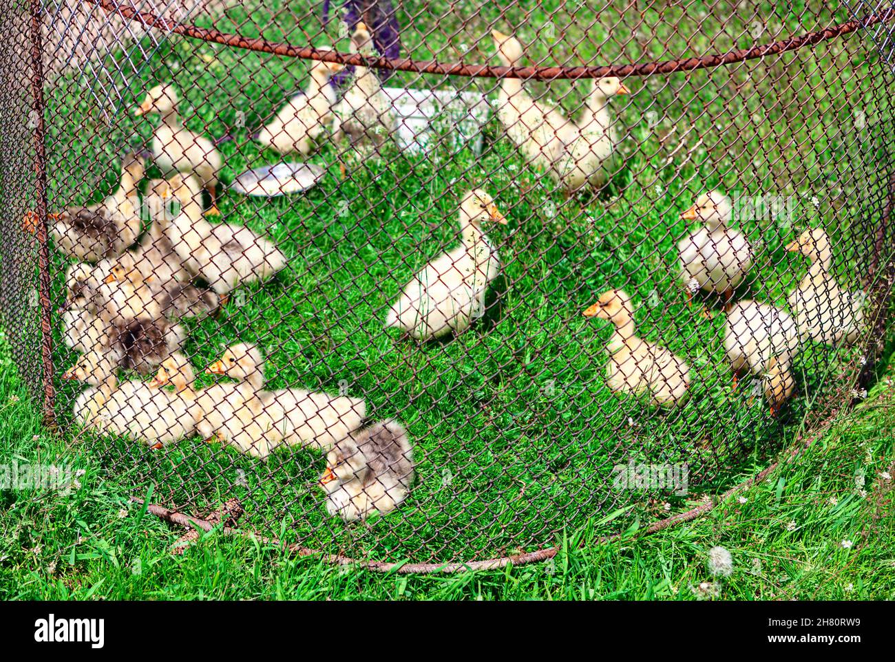 Little ducks in the cage . Domestic birds in the village Stock Photo ...