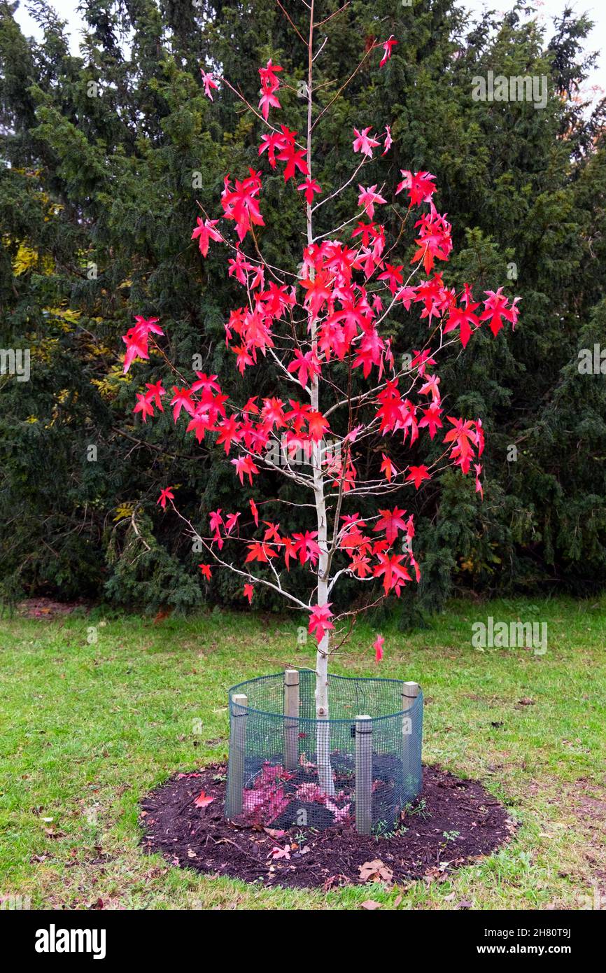 Liquid amber tree hi-res stock photography and images - Alamy