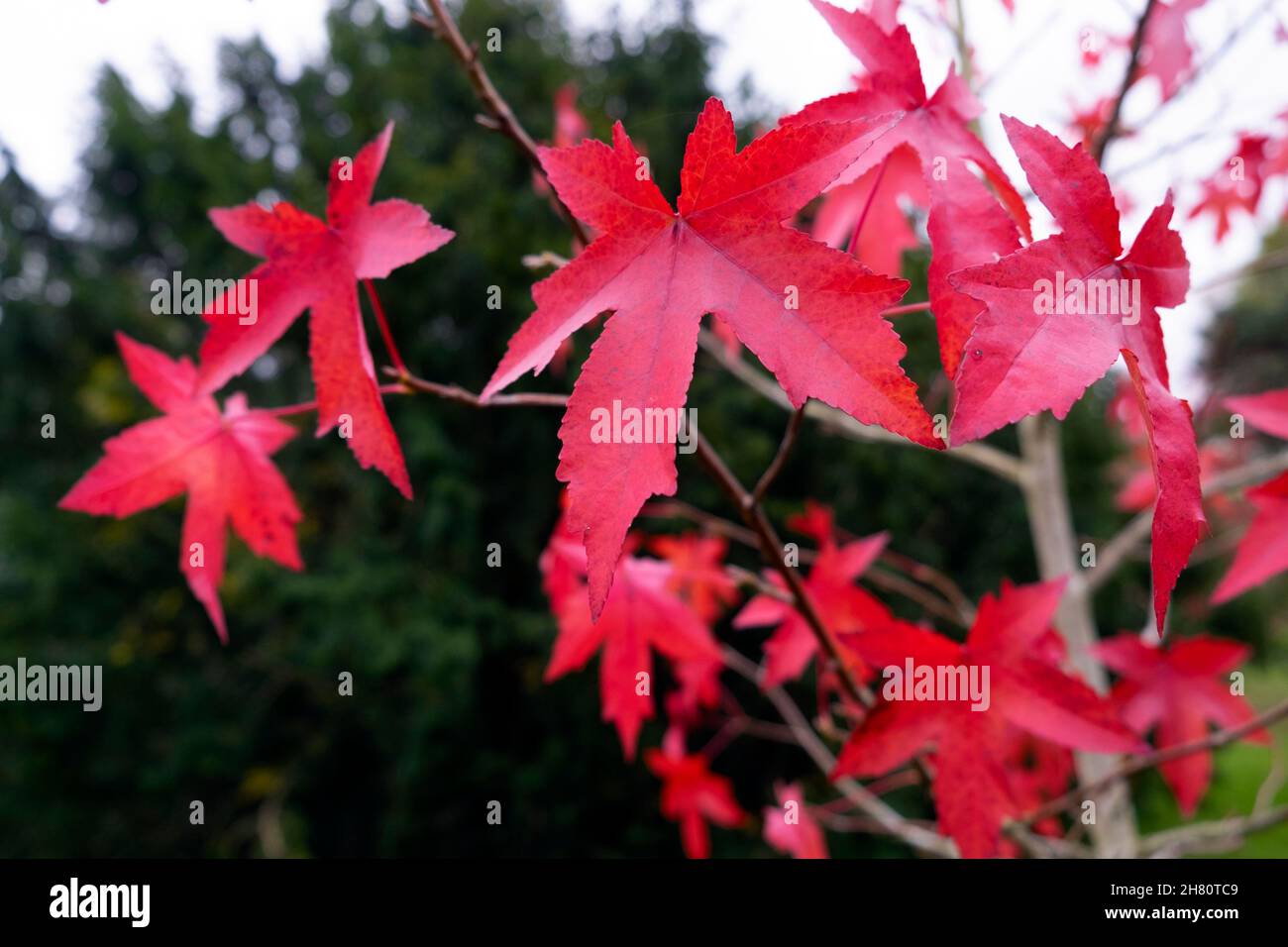 Liquid amber tree hi-res stock photography and images - Alamy