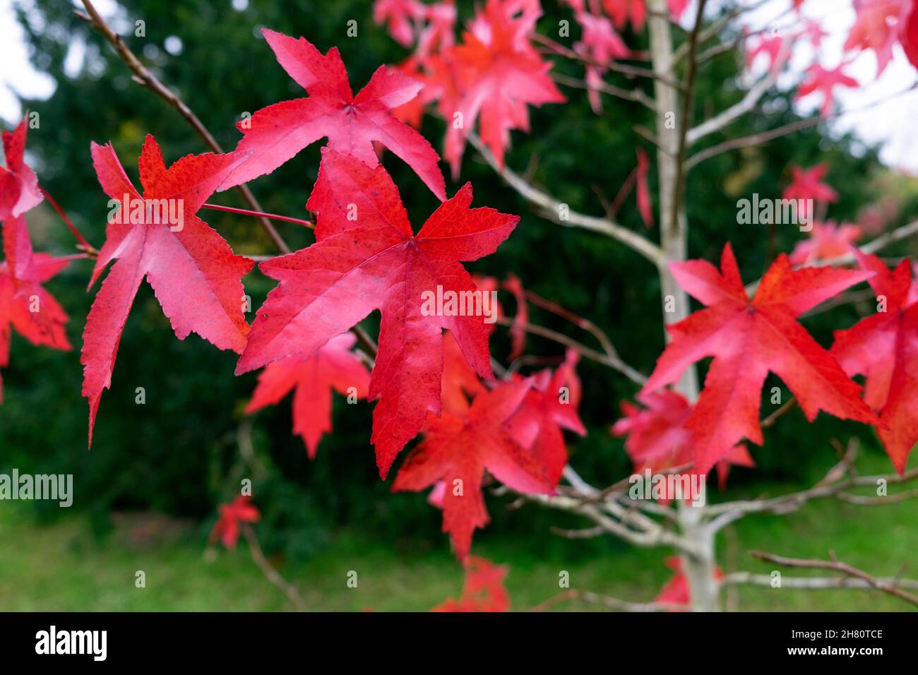 Liquid amber tree hi-res stock photography and images - Alamy
