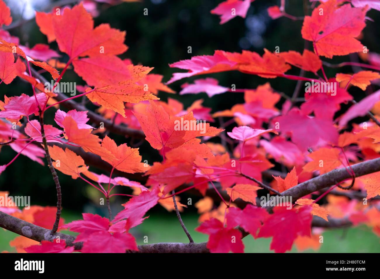 English maple tree hi-res stock photography and images - Alamy