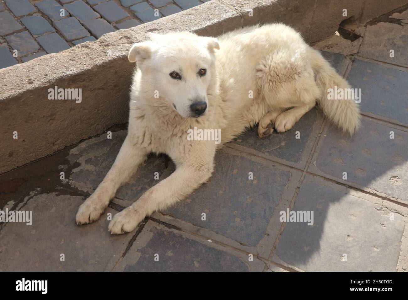 Dog in Cuzco Peru centre of town Great Pyrenees brown street sitting ...