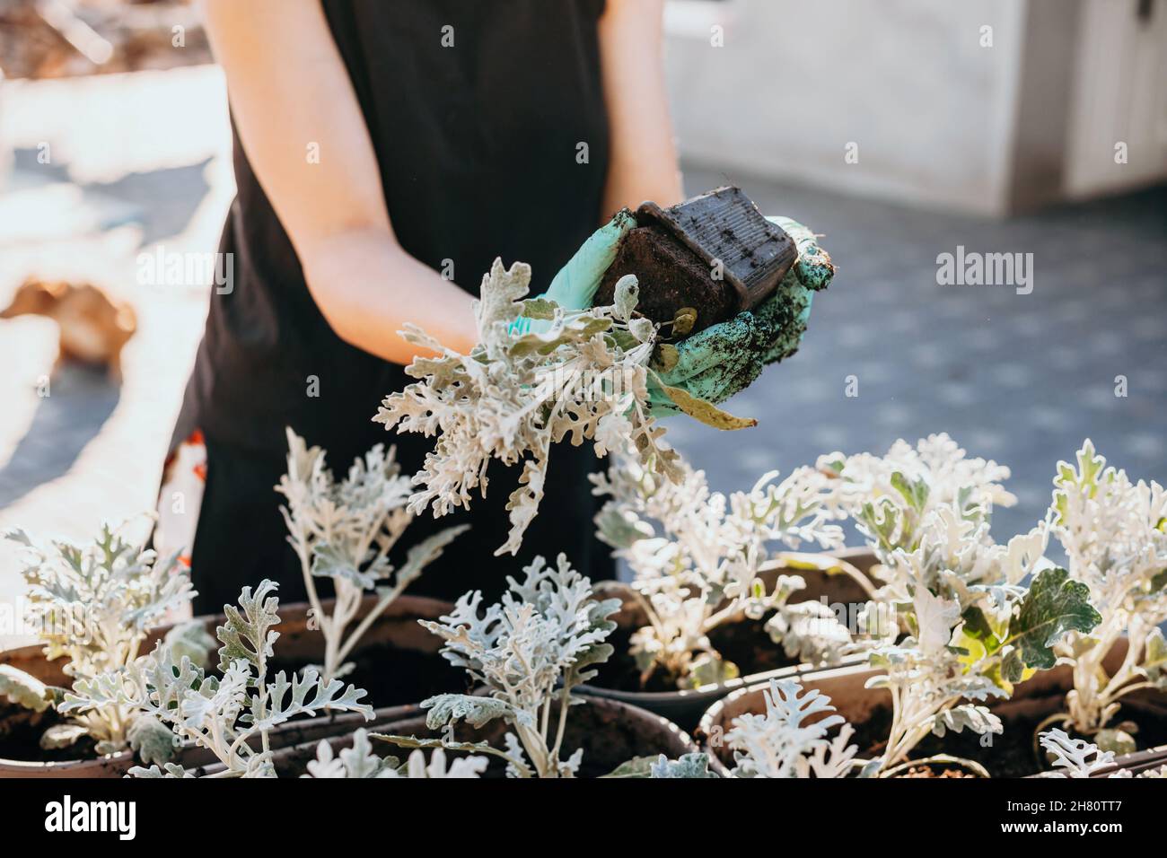 Woman planting summer container hi-res stock photography and images - Alamy