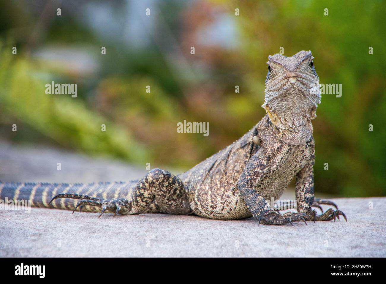 Closeup of a cute scaly lizard looking into the camera with a blurry ...