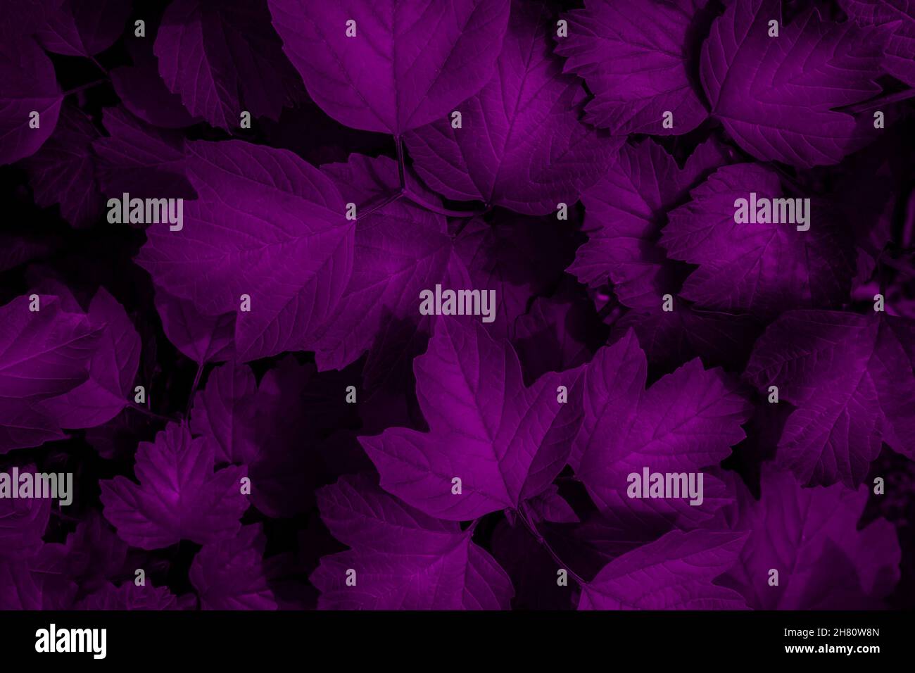 Velvet violet color leaves background texture Stock Photo - Alamy