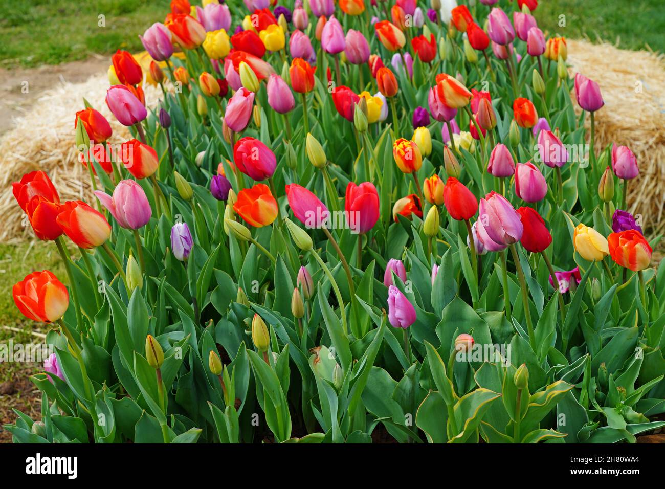 View of a colorful tulip field with flowers in bloom in Cream Ridge ...