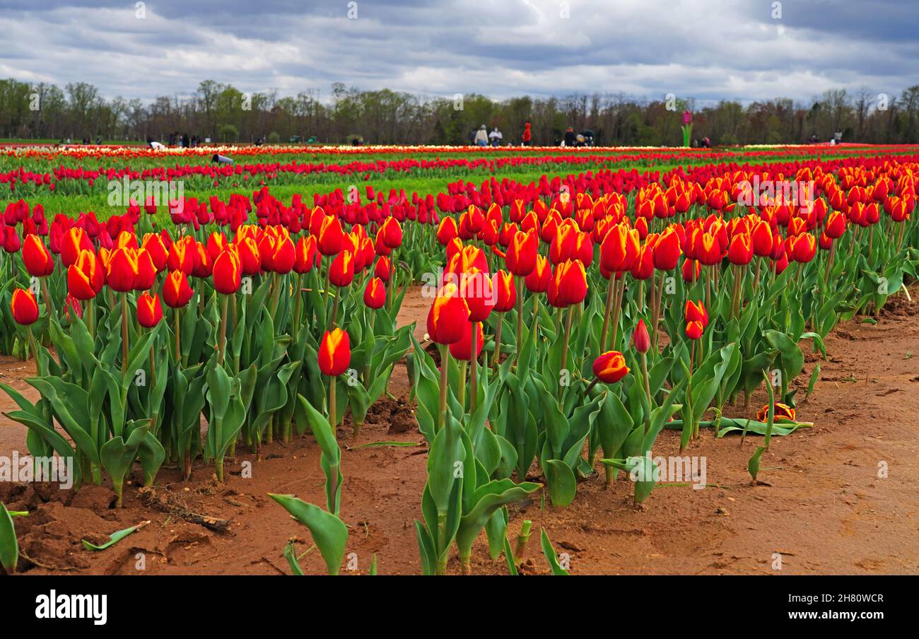 View of a colorful tulip field with flowers in bloom in Cream Ridge ...