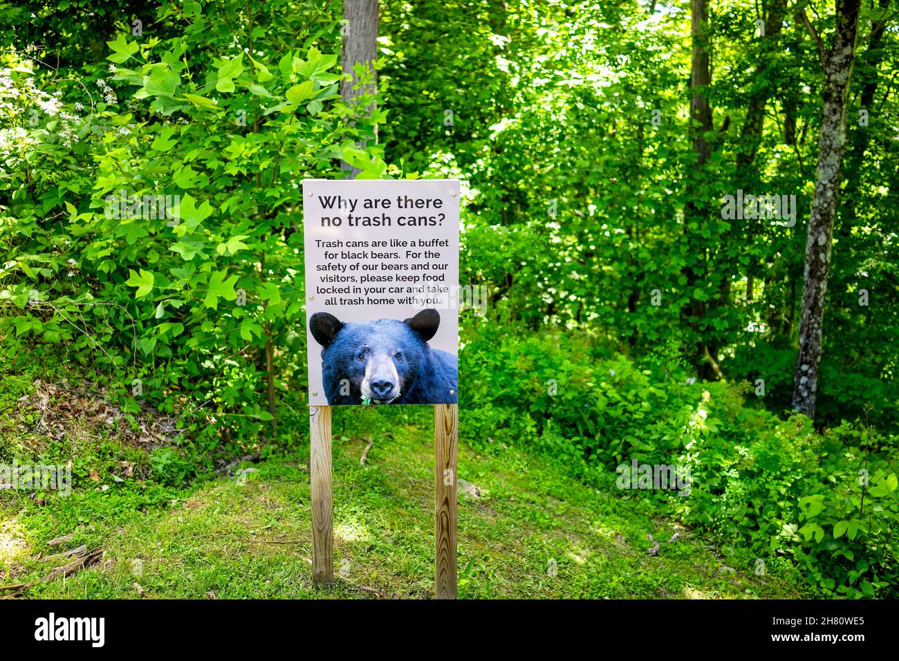 Bear attack car hi-res stock photography and images - Alamy