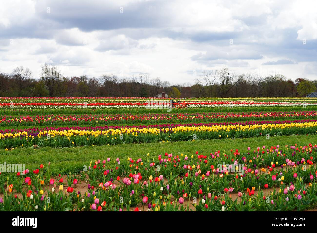 View of a colorful tulip field with flowers in bloom in Cream Ridge ...
